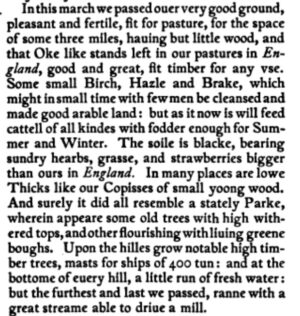 The Tree That Sparked an Industry and a Riot - Lost Art Press