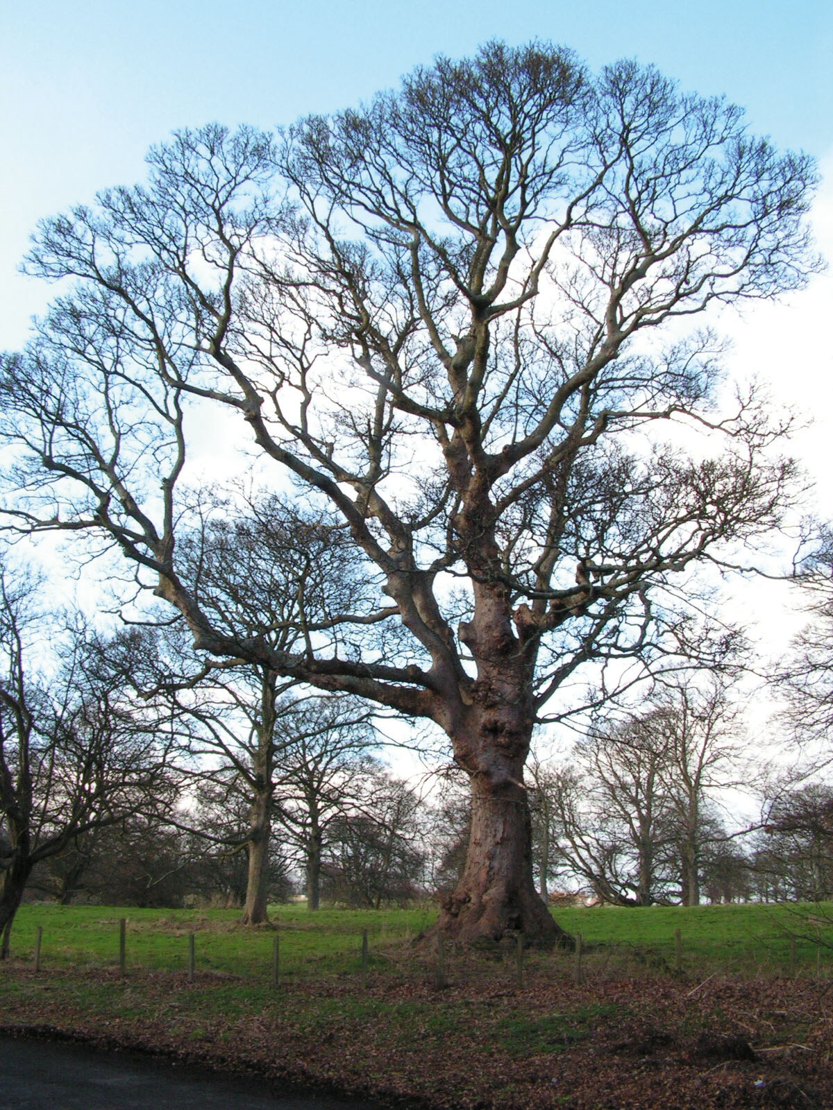 Understanding Trees Helps to Successfully Use Them for Furniture - Lost ...