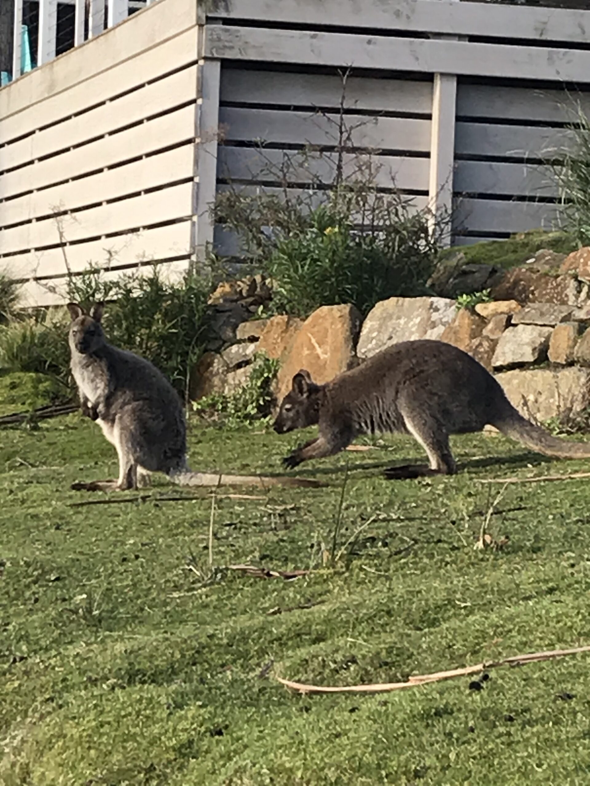 Laura McCusker: An Idyll at the Bottom of the Planet - Lost Art Press