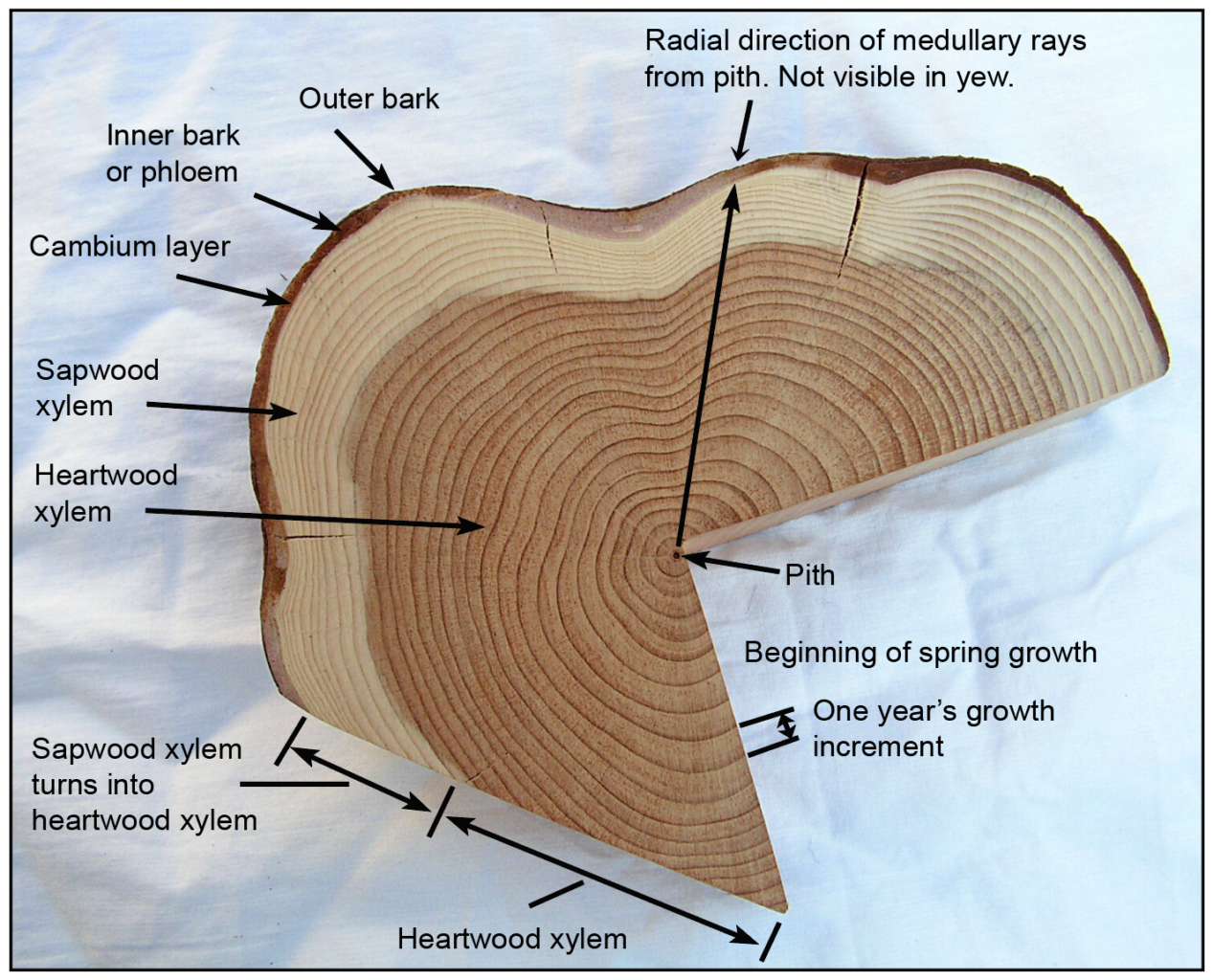 Understanding Trees Helps to Successfully Use Them for Furniture - Lost ...