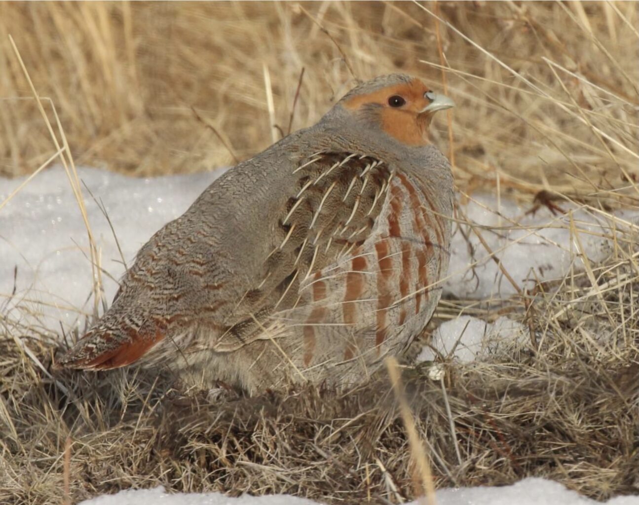 A Deconstruction of the Partridge in a Pear Tree - Lost Art Press