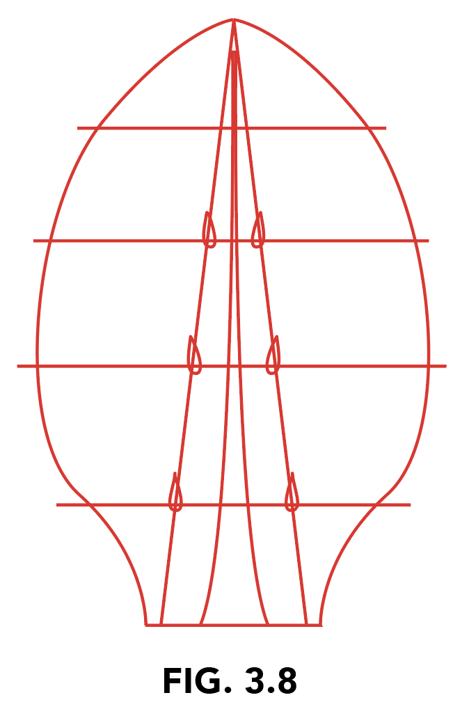 Drawing a Symmetrical Acanthus Leaf - Lost Art Press