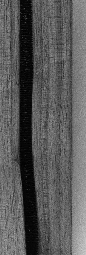 Wood Structure & Classification of Trees - Lost Art Press