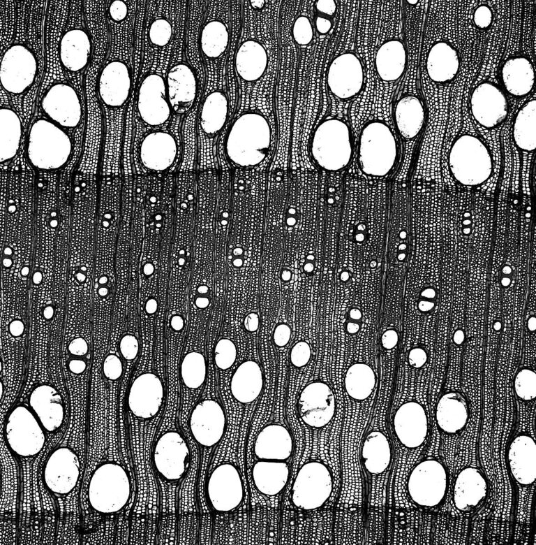 Wood Structure & Classification of Trees - Lost Art Press