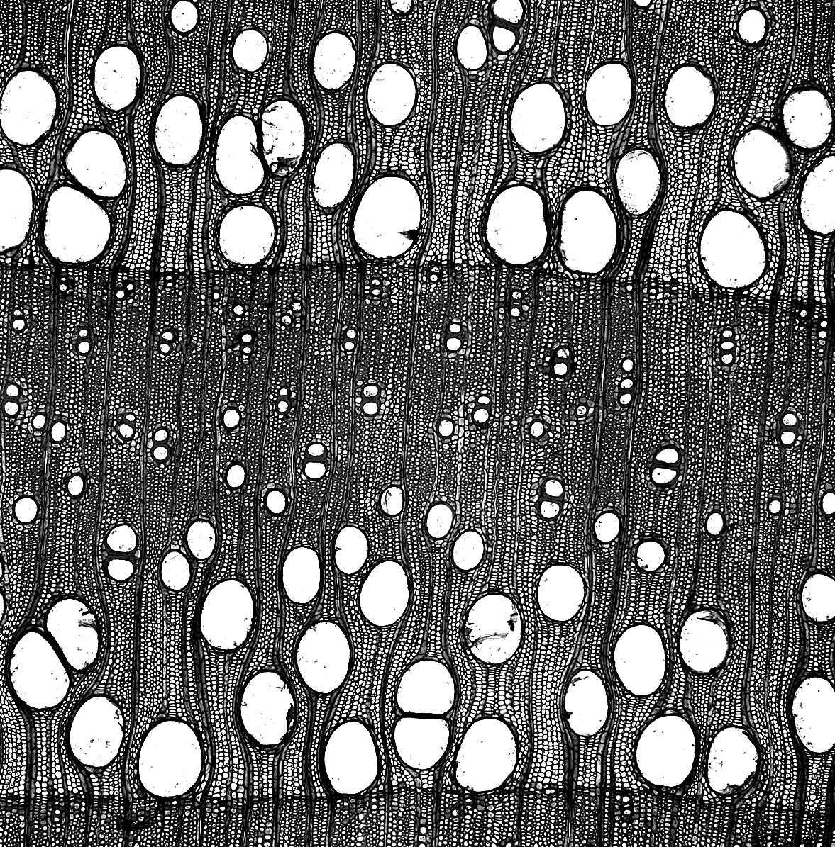 Wood Structure & Classification of Trees - Lost Art Press