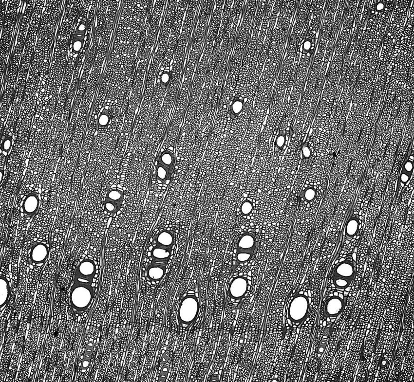 Wood Structure & Classification of Trees - Lost Art Press