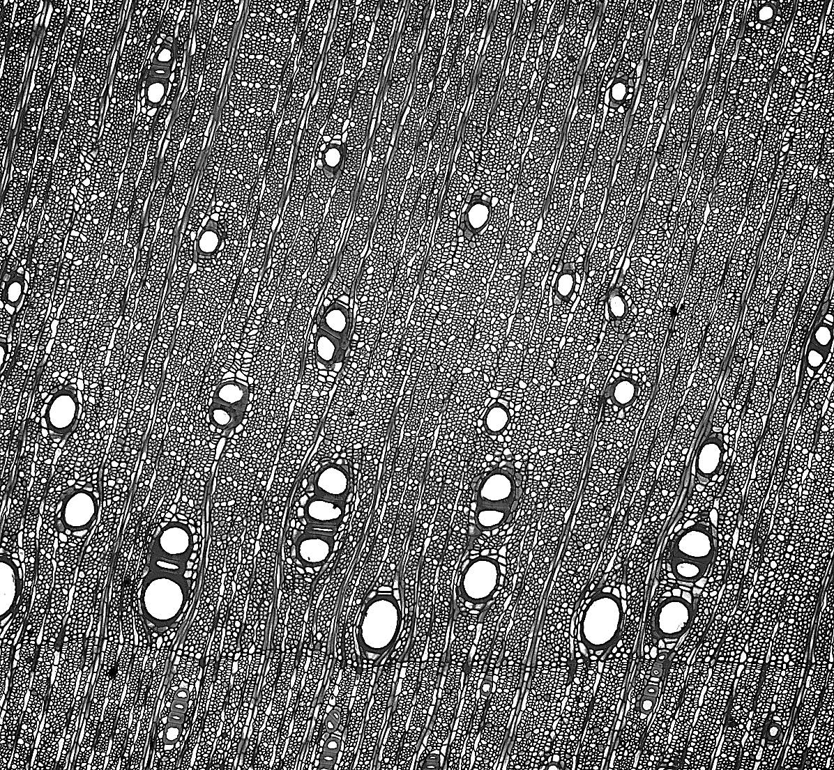 Wood Structure & Classification of Trees - Lost Art Press