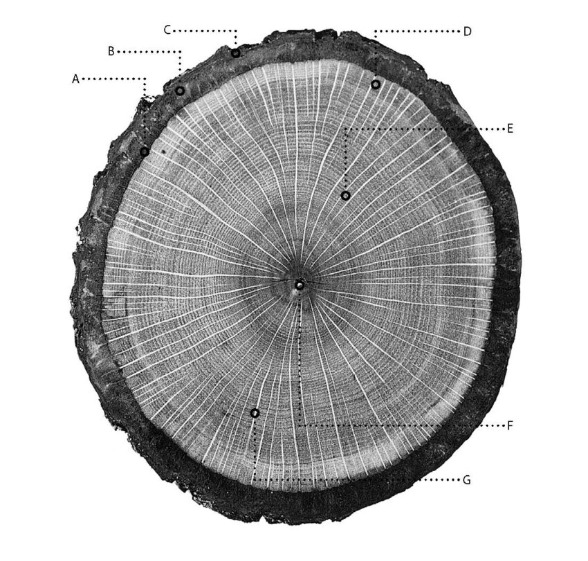 Wood Structure & Classification of Trees - Lost Art Press