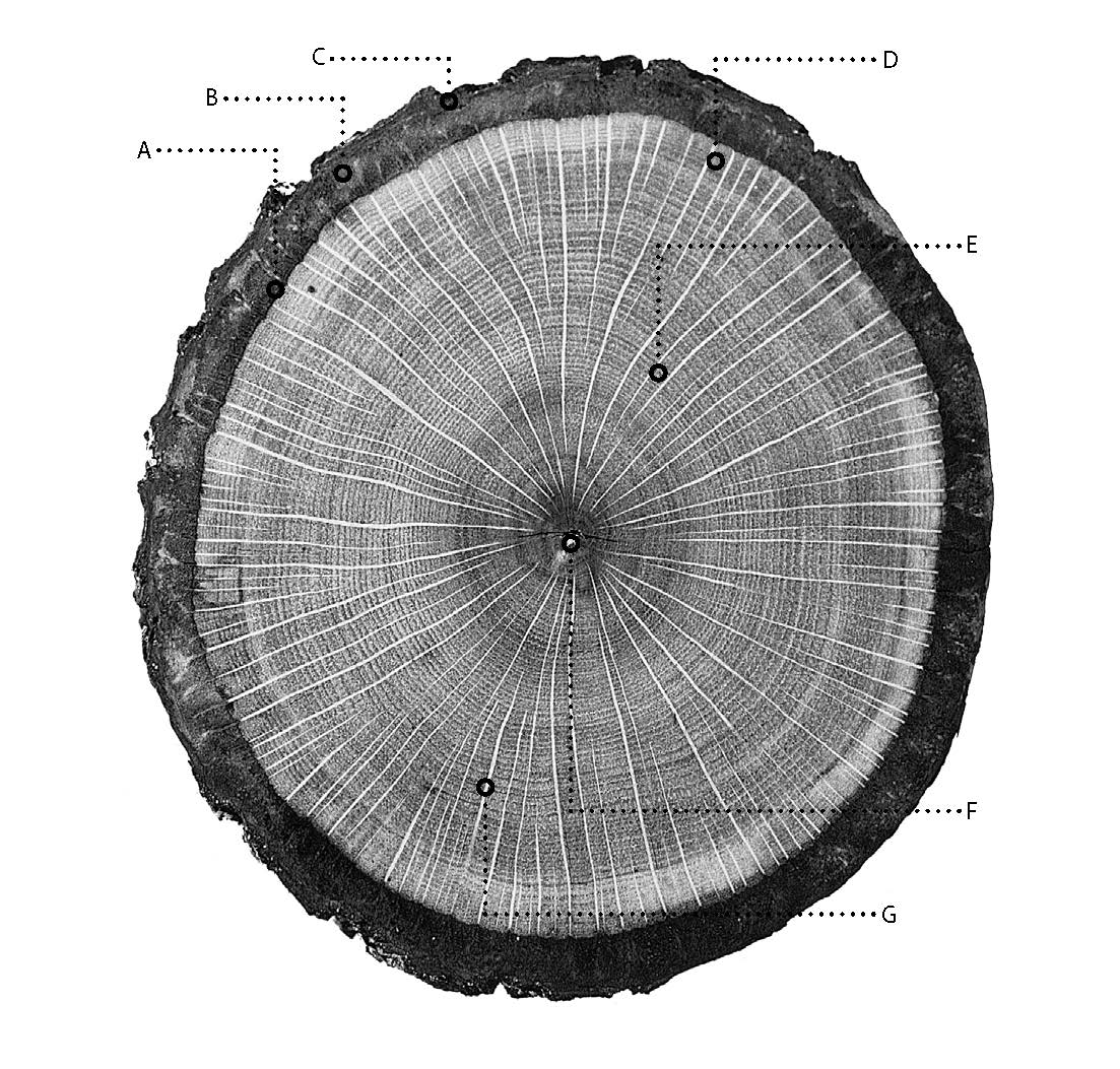 Wood Structure & Classification of Trees - Lost Art Press